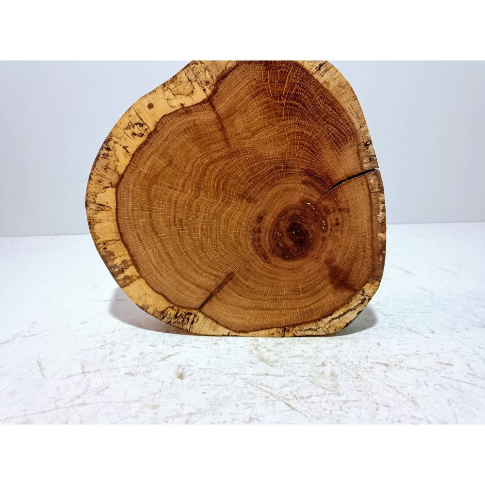 Baumscheibe, Holzscheibe, gestockt, Eiche,Holz, Bastelholz,