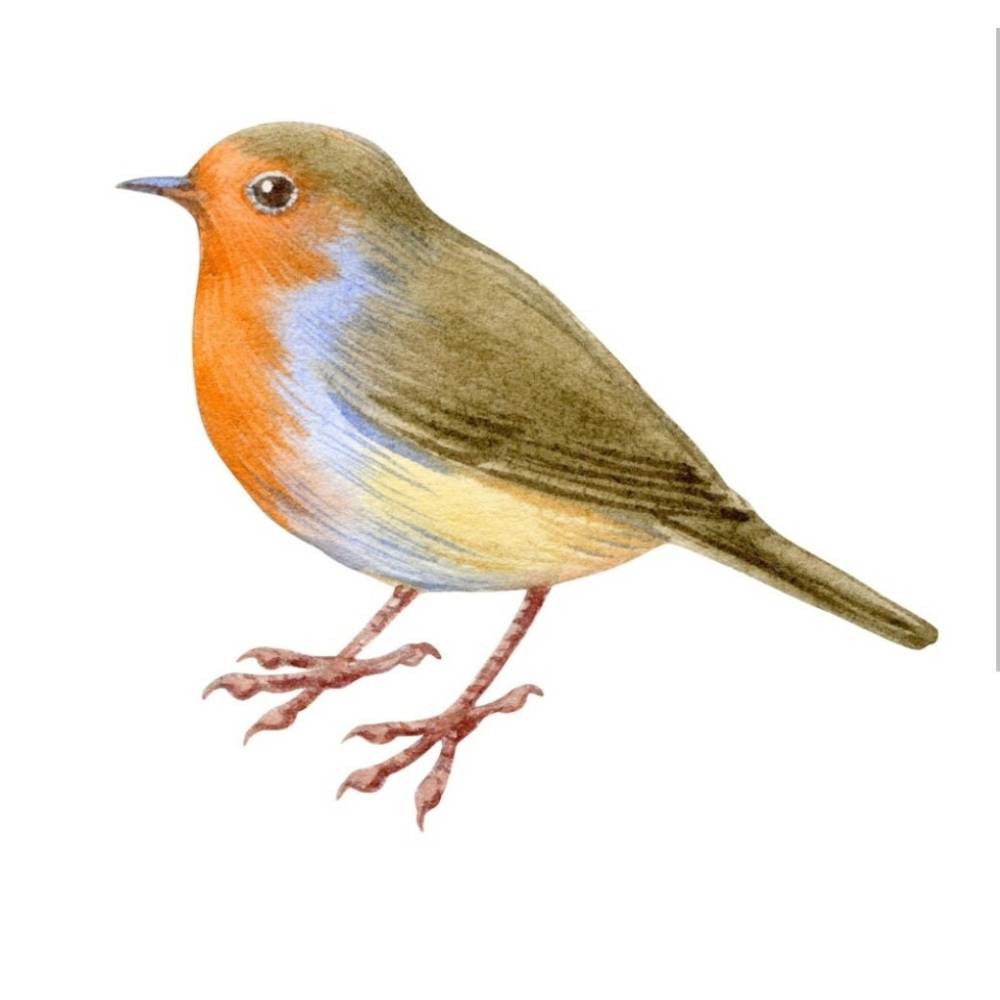 Bügelbild Vogel Rotkehlchen Aufbügler Kinder Schultüte