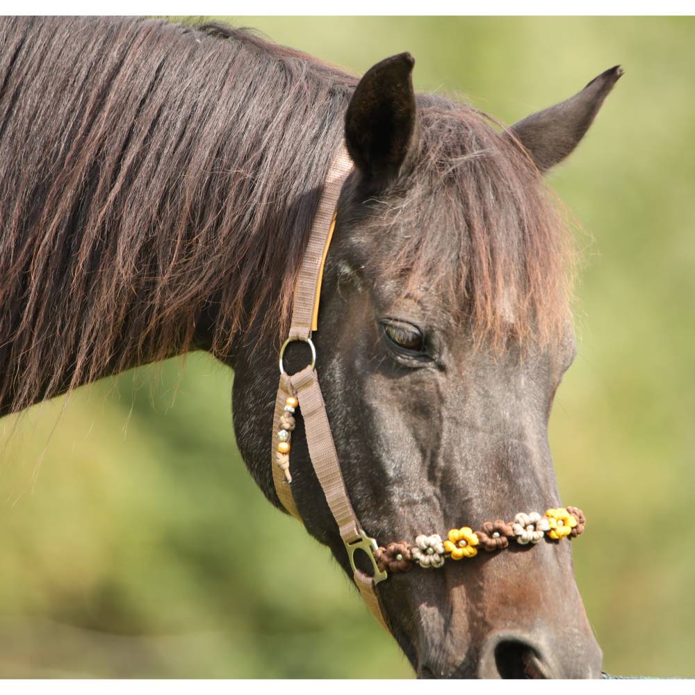 Pferdehalfter "Bouqet" Halfter Flechthalfter Paracord geflochten Pferd ...