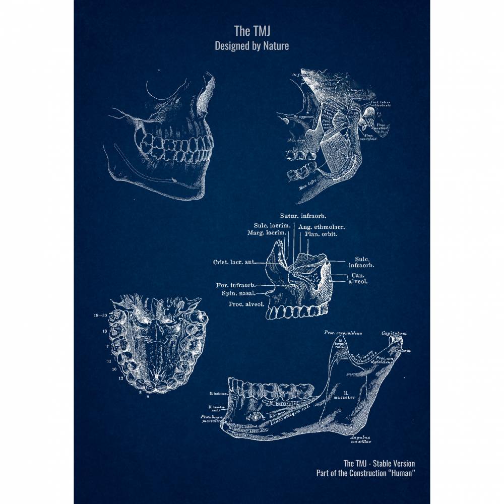 The TMJ - Patent-Style - Anatomie-Poster