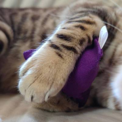 Baldrian Lucky Catpy Spielkissen Pyramide für Katzen