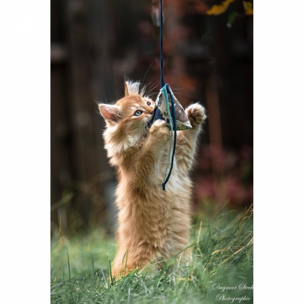 Baldrian Katzen Spielkissen Pyramide "Lazy Catpy"